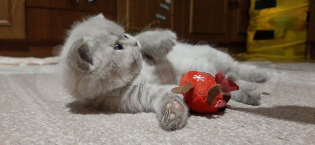 Британские котята