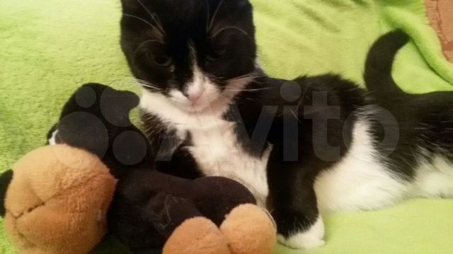 Кот Жюль - модный красавец в добрые руки