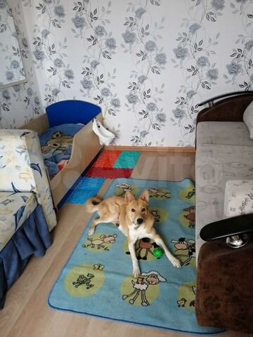 Собака дворняжка