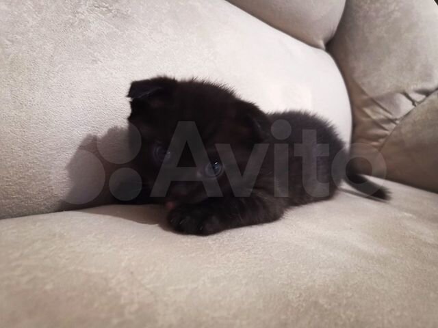 Скоттиш страйт и скоттиш фолд