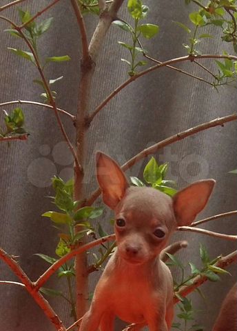 Девочки той-терьера микрики