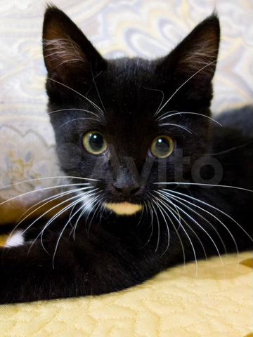Общительная, ручная, добрая черная кошка Лия в дар