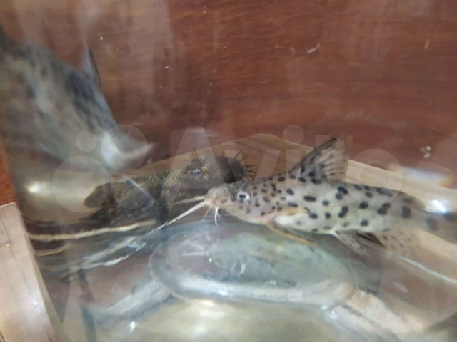 Аквариумные сомы