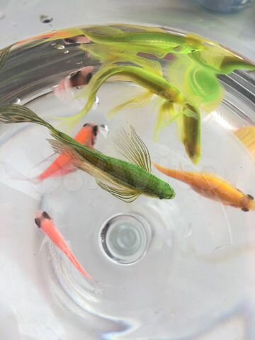 Продам рыбок Данио и Тернеций