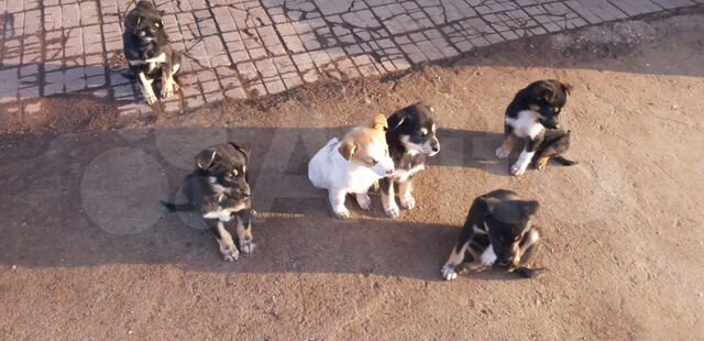 Отдам в добрые руки щеки 2,5 месяца