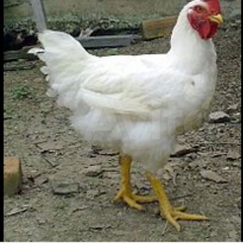 Куры Бройлеры рос-308 цыплята