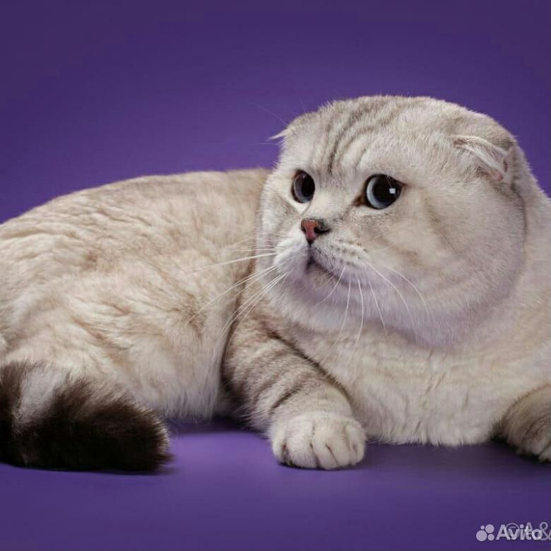 Шотландский голубоглазый кот