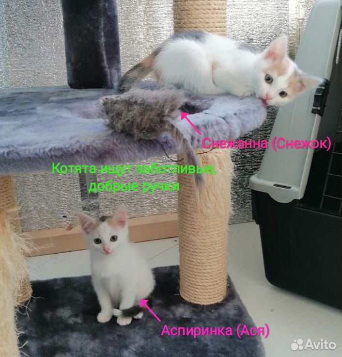 Котята 2 мес., девочки, в добрые руки