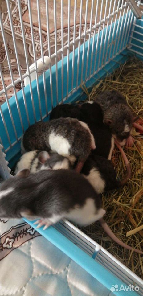 Крыса дамбо