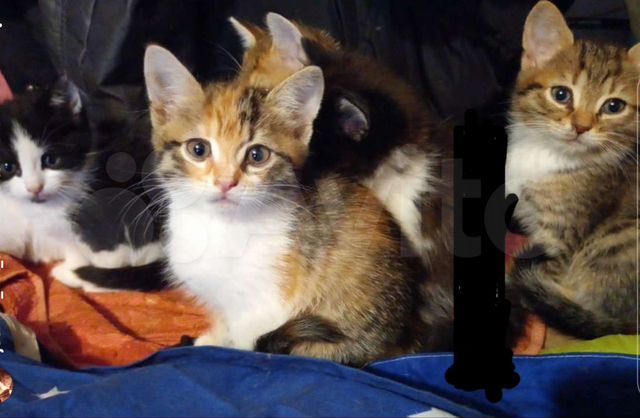 Котята в добрые руки, будут привиты