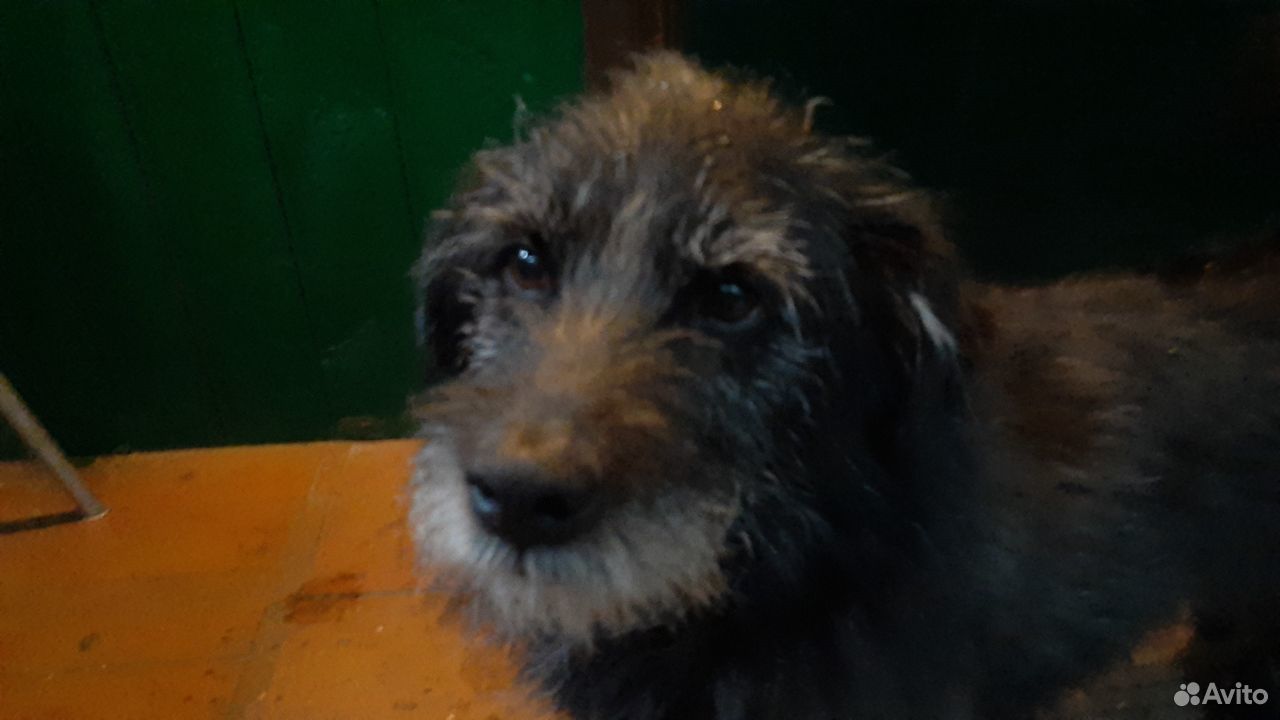 Хозяин отзовись