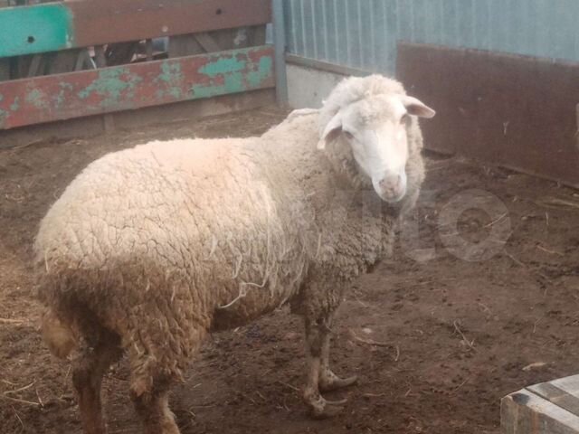 Овцы бараны