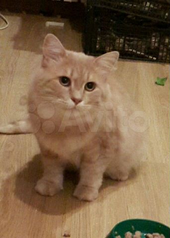 Цезарь в поисках дома