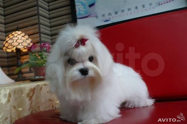 Красавица мальтезе