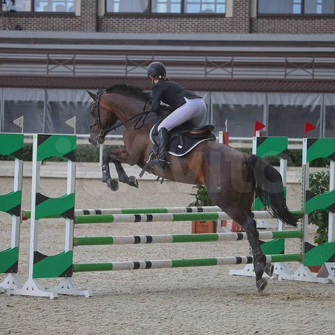 Высококровная тракененская Кобыла