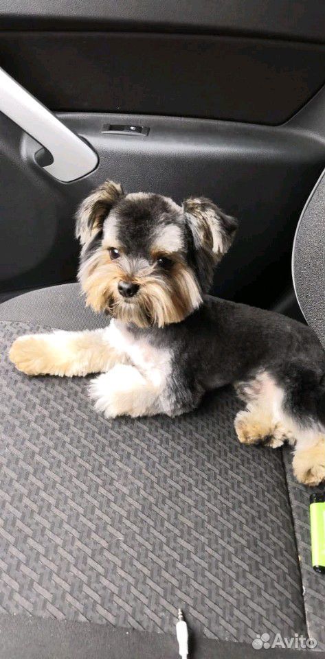 Кобель для вязки