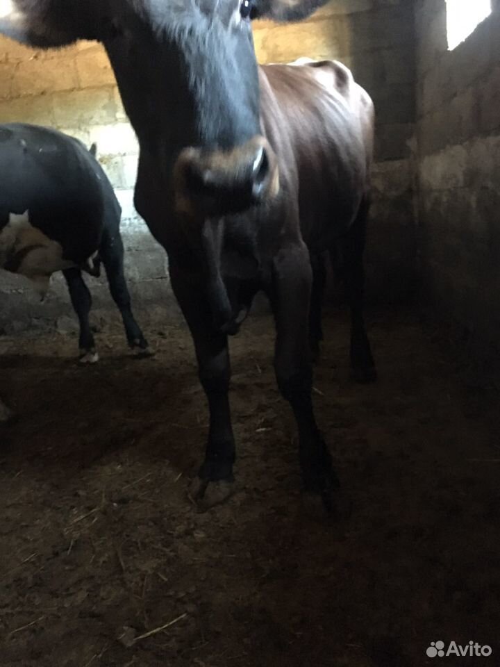 Бык на племя