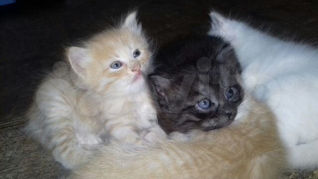 Пушистые котятки (привезу)