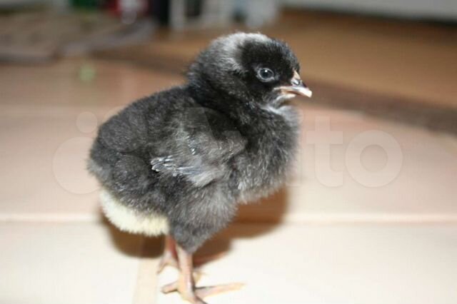 Цыплята плимутрок