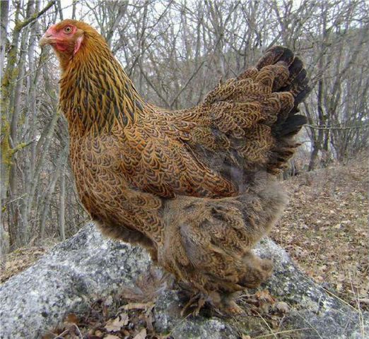 Куры брама куропатчатая