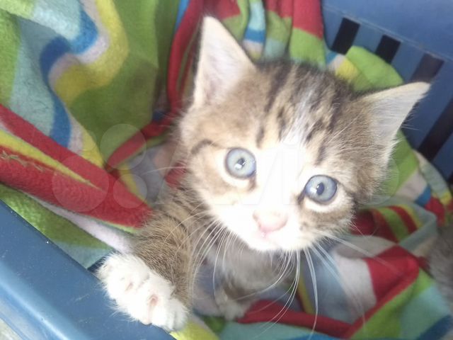 Котенок (девочка) в хорошие ручки