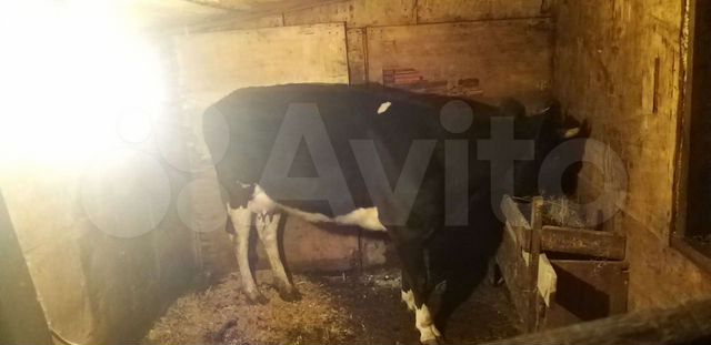 Продам дойная корова