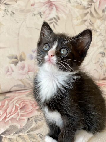 Котята, мальчик и девочка в добрые руки. 5 недель