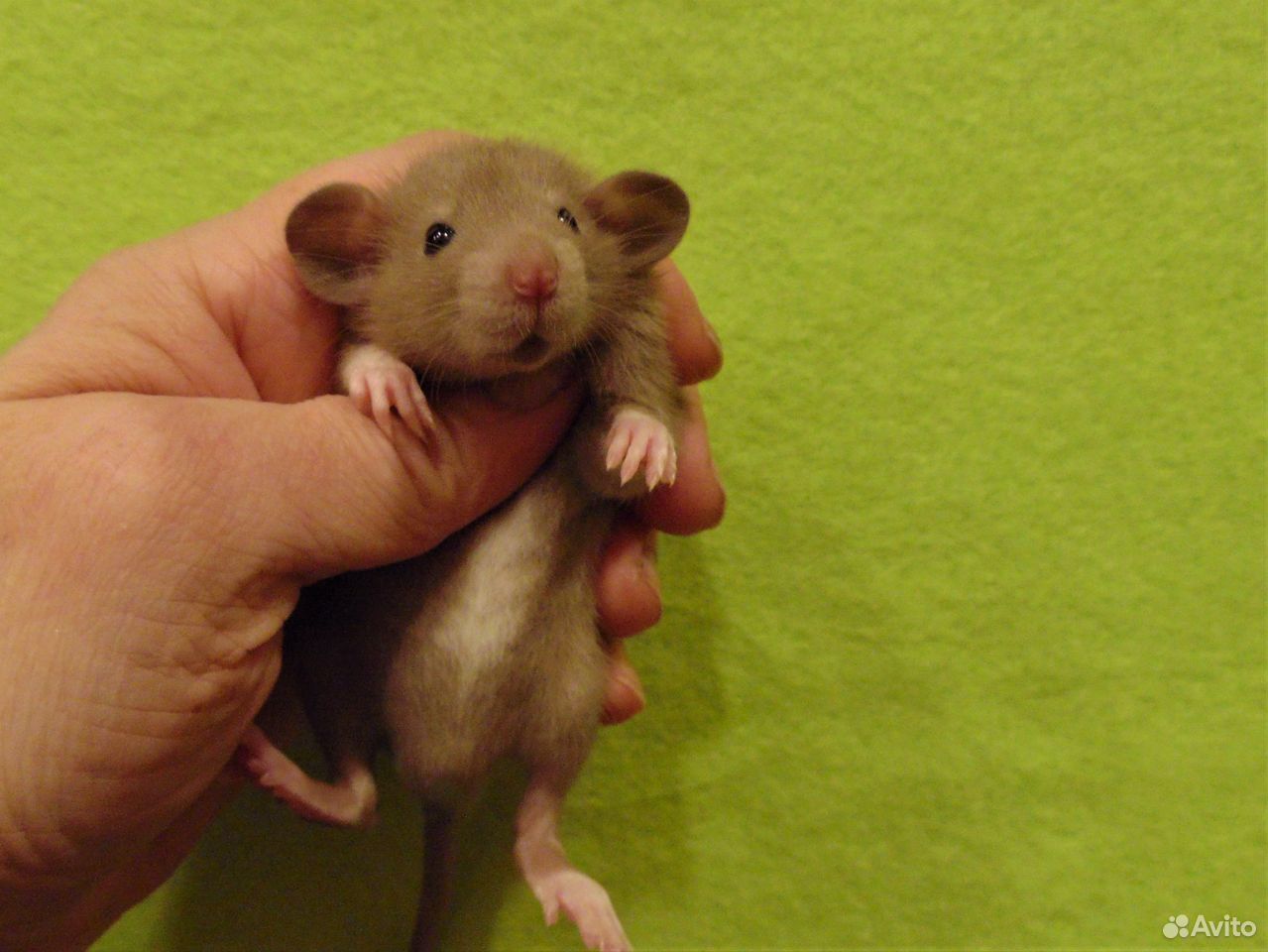 Крысы. крысята - дамбо,стандарт - питомник, клетки