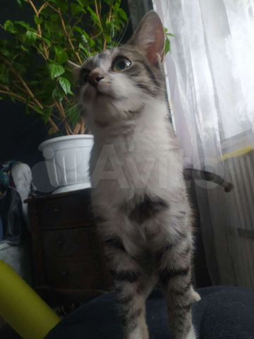 Котёнок в дар