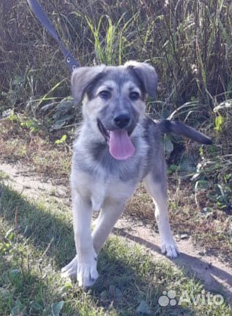 Весёлый щенок