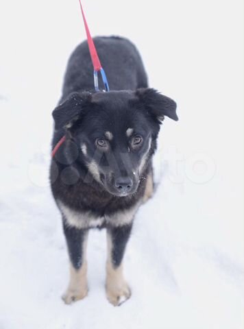 Нежная Щенулька Анфиса в дар