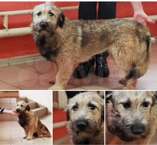 Собака девочка ищет дом