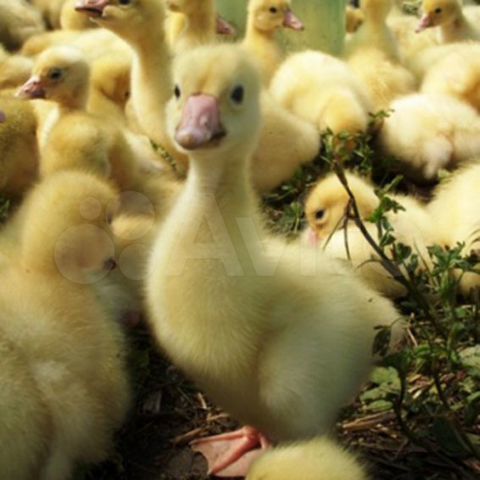 Гусята суточные и подрощенные (Линдовские) - тольк