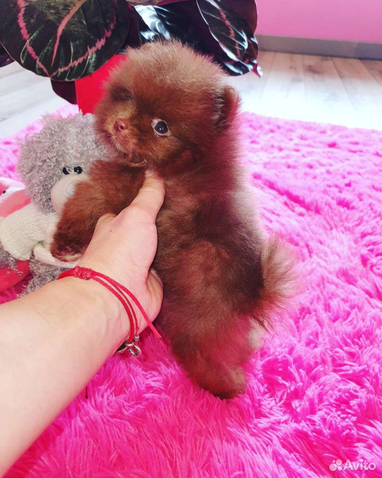 Кукольная малышка шоколадка померанского шпица мед